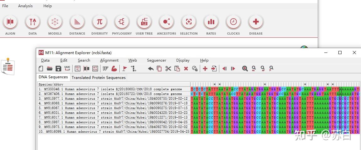 MEGA：安装与序列比对Align - 知乎