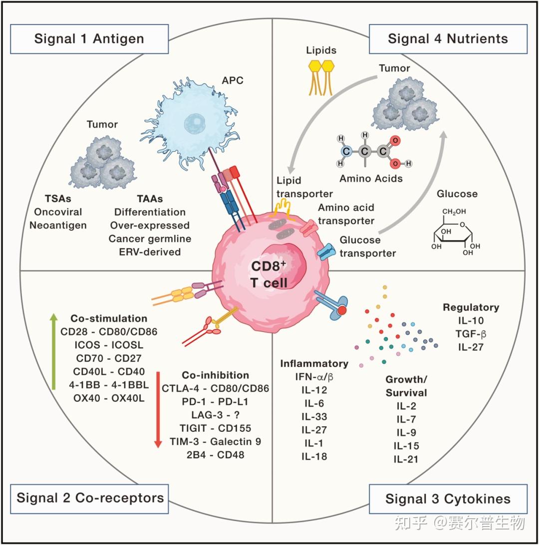 肿瘤免疫循环中的CD8+T细胞 - 知乎