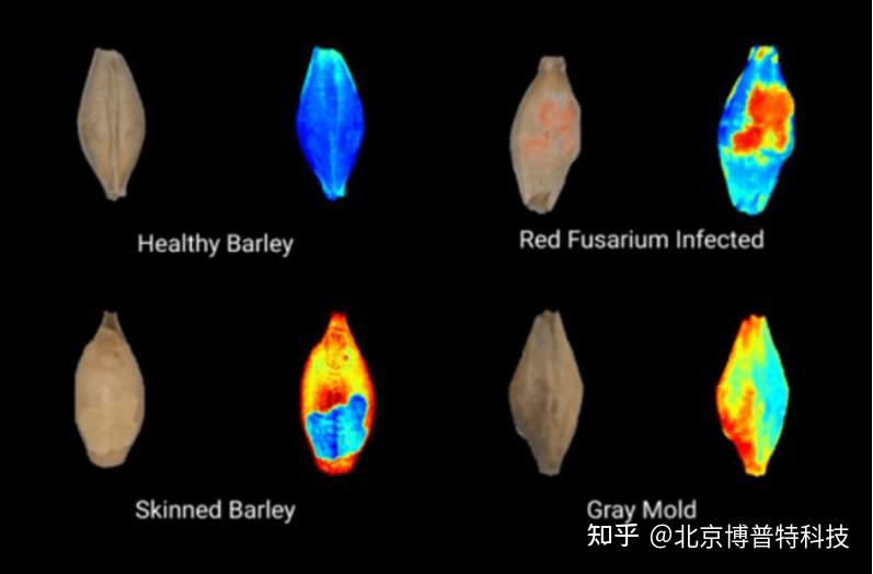 Videometer多光谱种子表型成像系统-种子形态生理表型产品解决方案 - 知乎