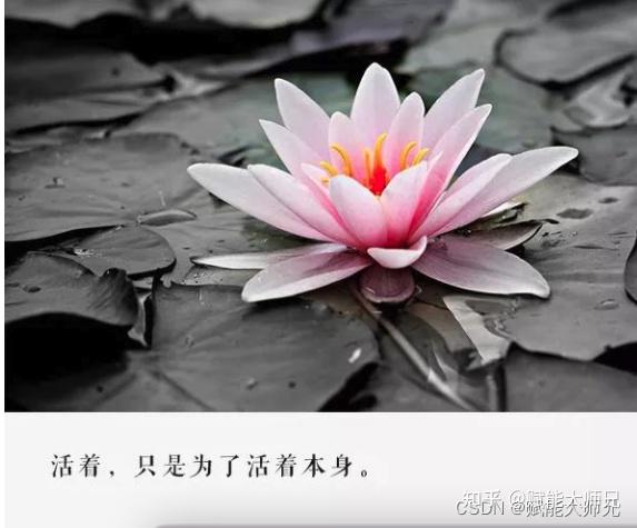 人为什么活着 知乎