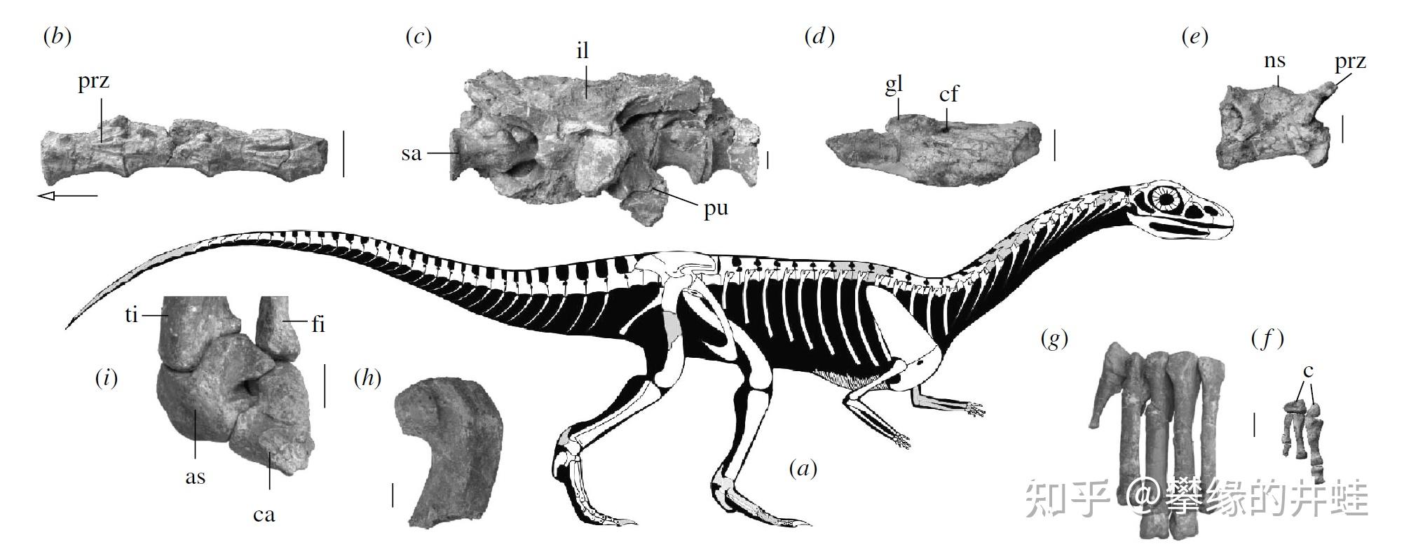 【地球演义】忽雷本纪1：主龙第一帝国（上） - 知乎