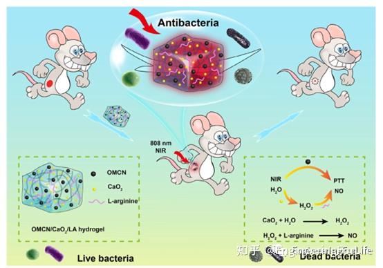 《Nano Res.》：攻克NO长效释放难题，实现水凝胶的光热增强灭菌 - 知乎