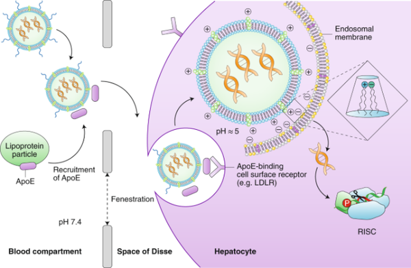 Nat. Nanotechnol. | The Onpattro story and the clinical translation of nanomedicines containing ...