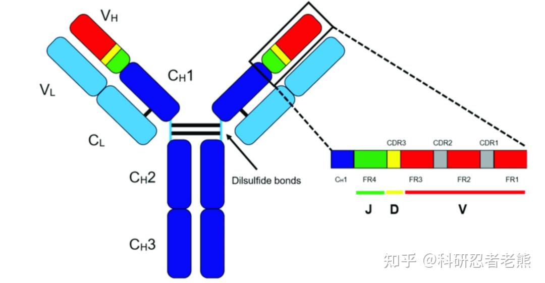抗体库的基础——聊聊免疫球蛋白基因及重排 - 知乎