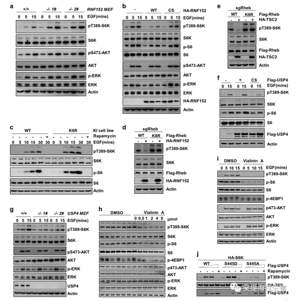 Rheb泛素化调控生长因子诱导的mTORC1激活 - 知乎