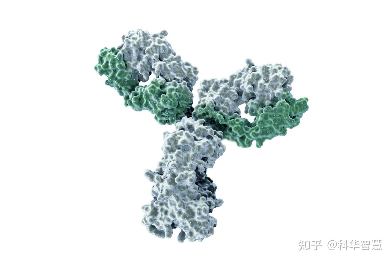 突破抗体设计瓶颈：RosettaAntibodyDesign (RAbD) 计算框架 - 知乎