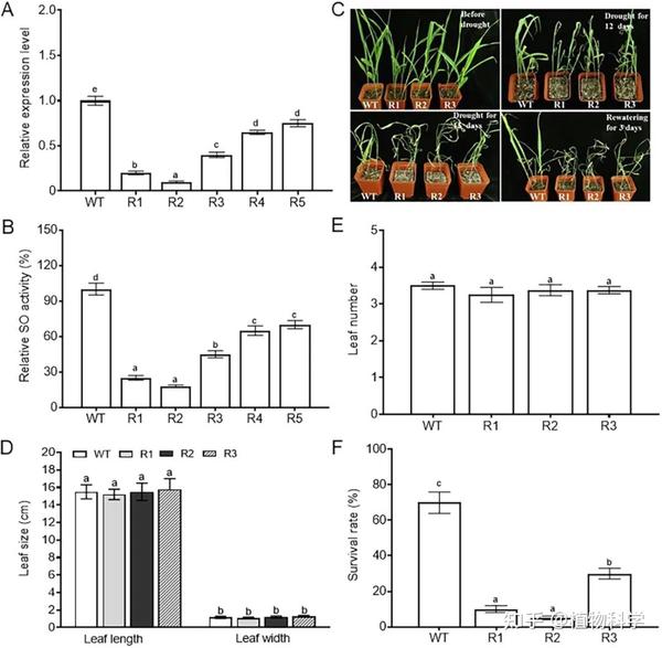 河南农业大学揭示ZmSO调控玉米响应脱落酸和干旱胁迫的遗传机制 - 知乎