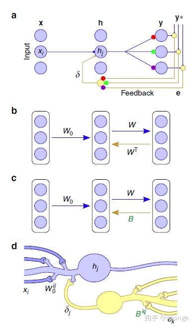 Random Feedback Alignment - 知乎