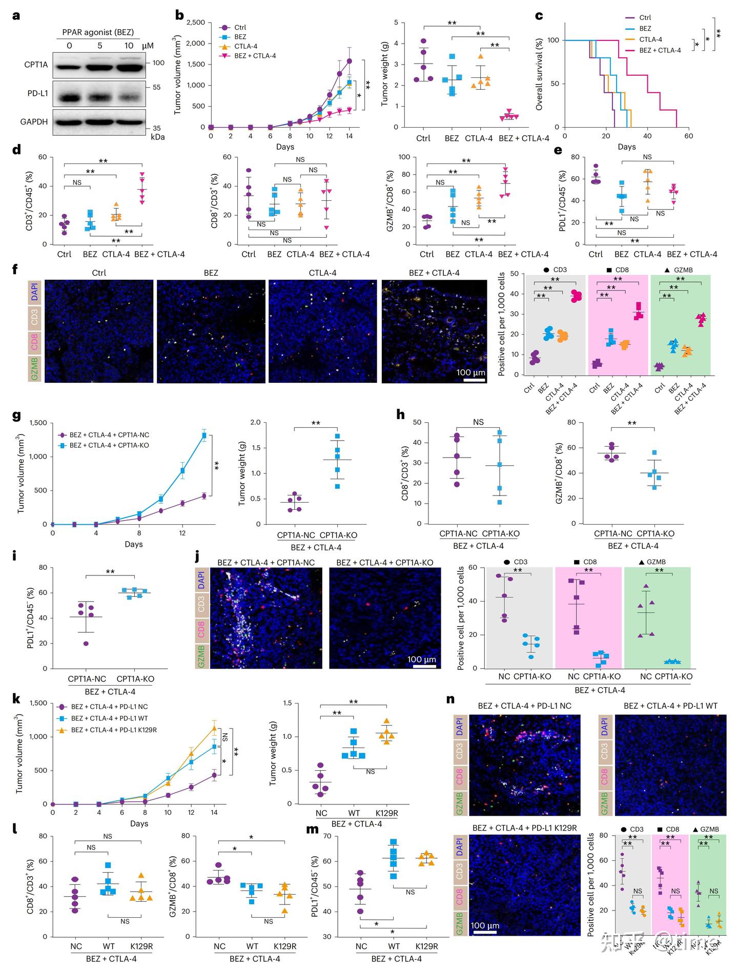 文献分享 | Nature Genetics：PD-L1琥珀酰化改变影响黑色素瘤的抗肿瘤免疫反应 - 知乎