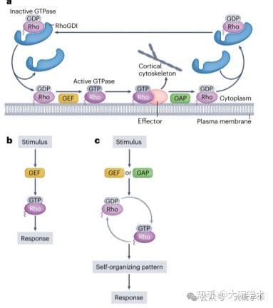 重要综述！细胞信号传导蛋白——Rho GTPases - 知乎