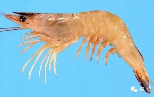 午间冷知识|“基围虾”不是一种虾 - 知乎