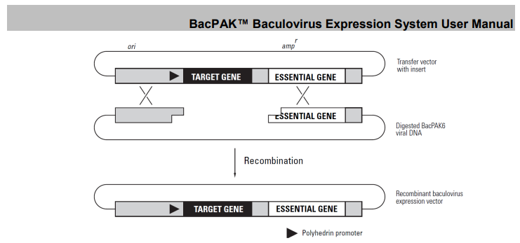 详解昆虫杆状病毒表达系统 - 知乎