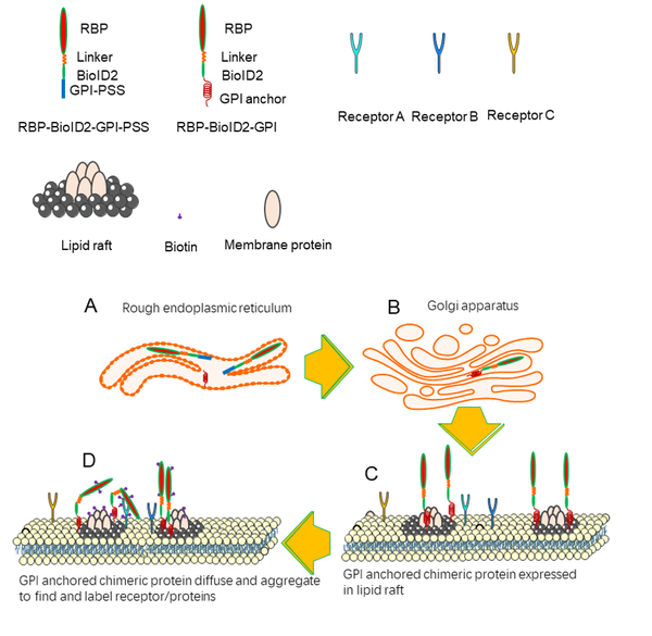 iScience︱李朝阳/赵金存/陈新文团队合作建立细胞膜外表面受体鉴定体系 - 知乎