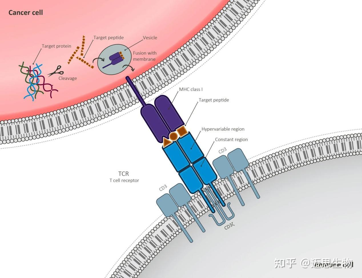 T淋巴细胞表面关键分子：CD3 - 知乎