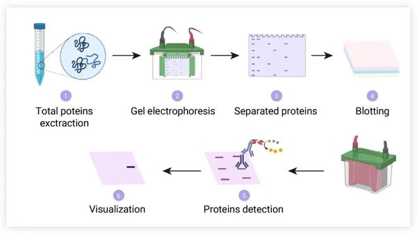 怎么做 Western blot？- MedChemExpress - 知乎