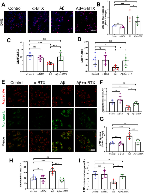 通过oxi-CaMKII/MAPK/AP-1通路，抑制α7烟碱型乙酰胆碱受体可逆转β-淀粉样蛋白诱导的心房重构 - 知乎