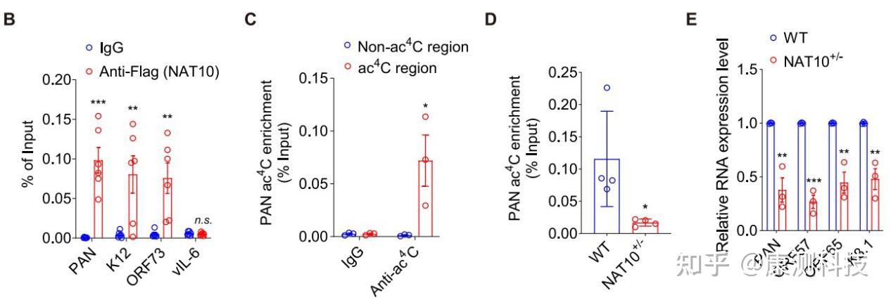 细胞NAT10叛变反而帮助病毒复制？ - 知乎