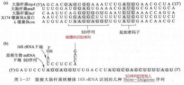 核酸化学 - 知乎