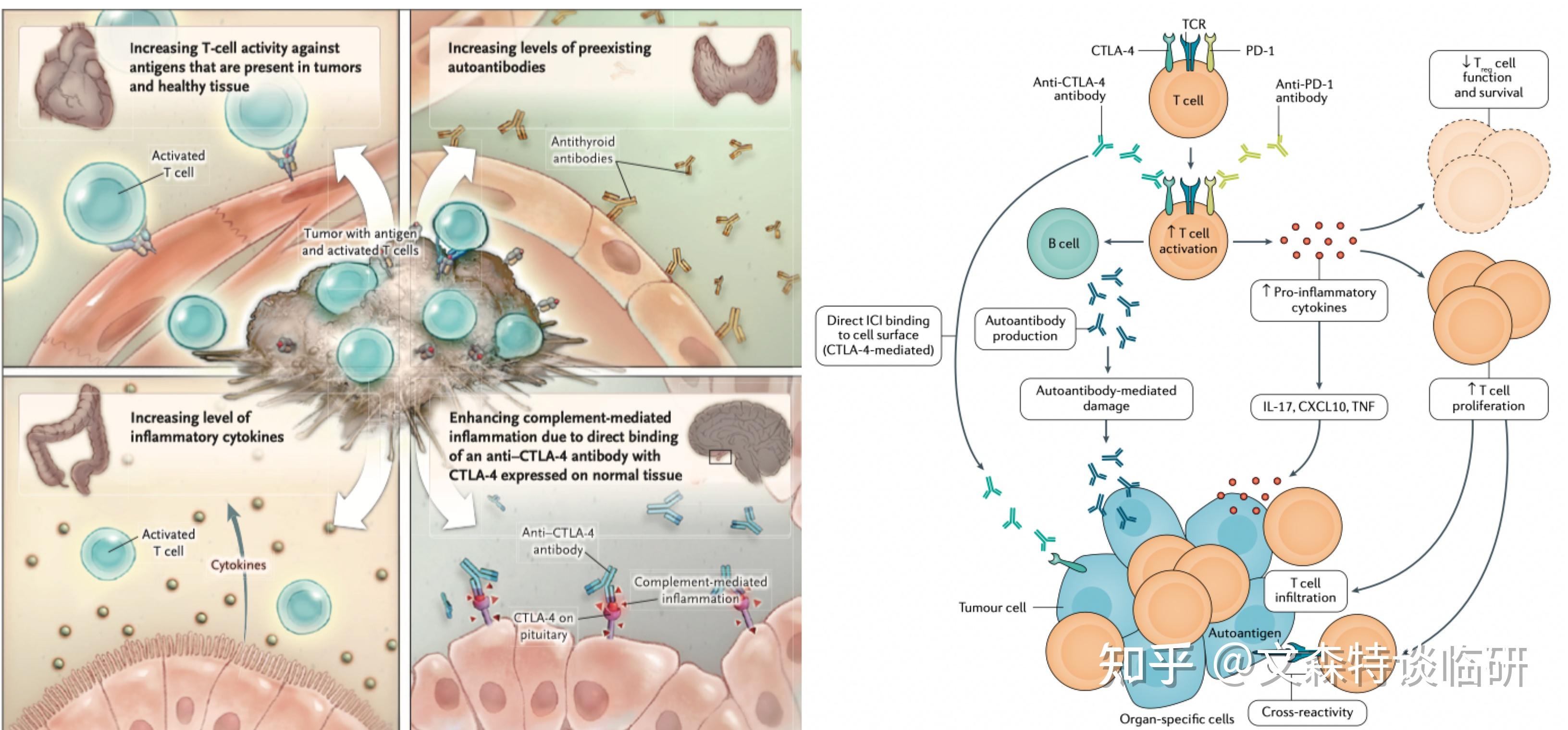 免疫相关不良事件(irAE)的判定与报告 - 知乎
