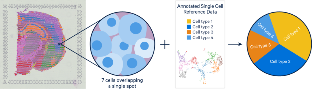 生信分析 | 空间转录组·SPOT去卷积—RCTD - 知乎