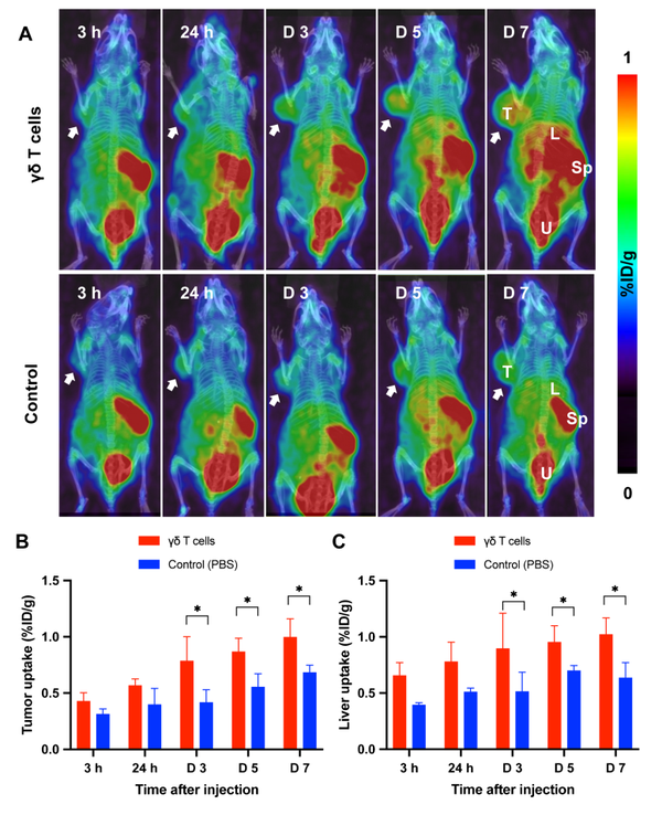 【最NEW情报！】VLA-4靶向PET显像用于γδT细胞体内示踪和肿瘤治疗监测的实验研究 - 知乎