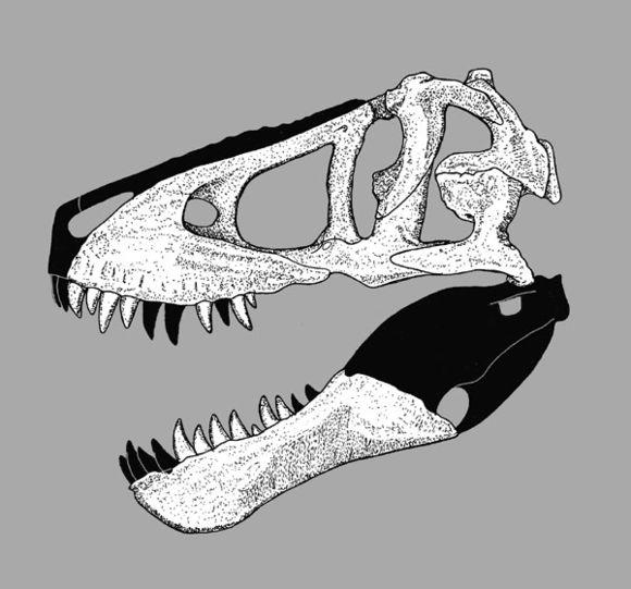 【转】霸王龙头骨较完整个体一览 - 知乎