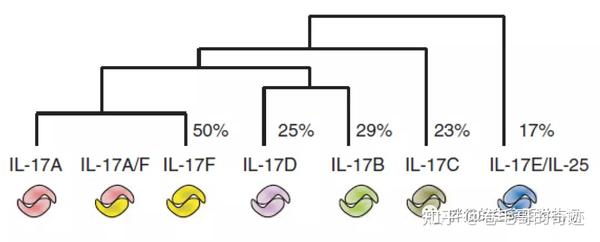 IL-17家族 - 知乎