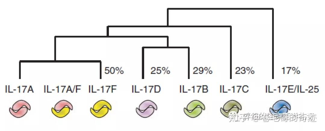 IL-17家族 - 知乎