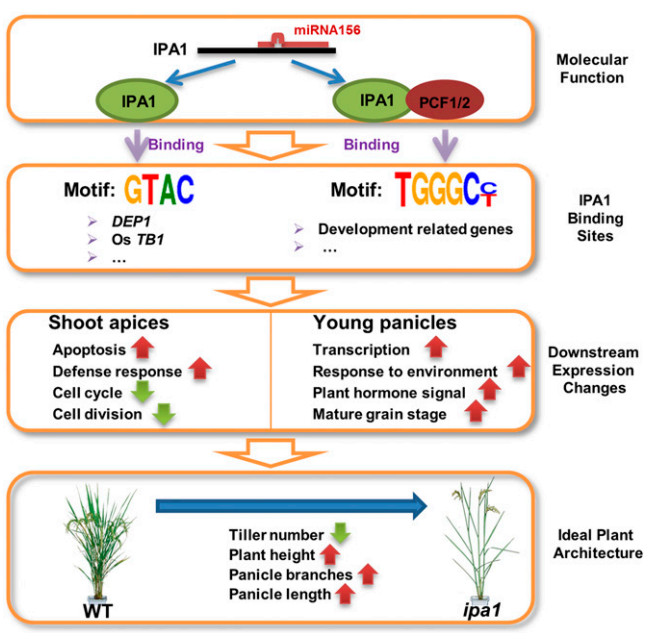 转录因子IPA1，次次都能发顶刊是怎么做到的？ - 知乎
