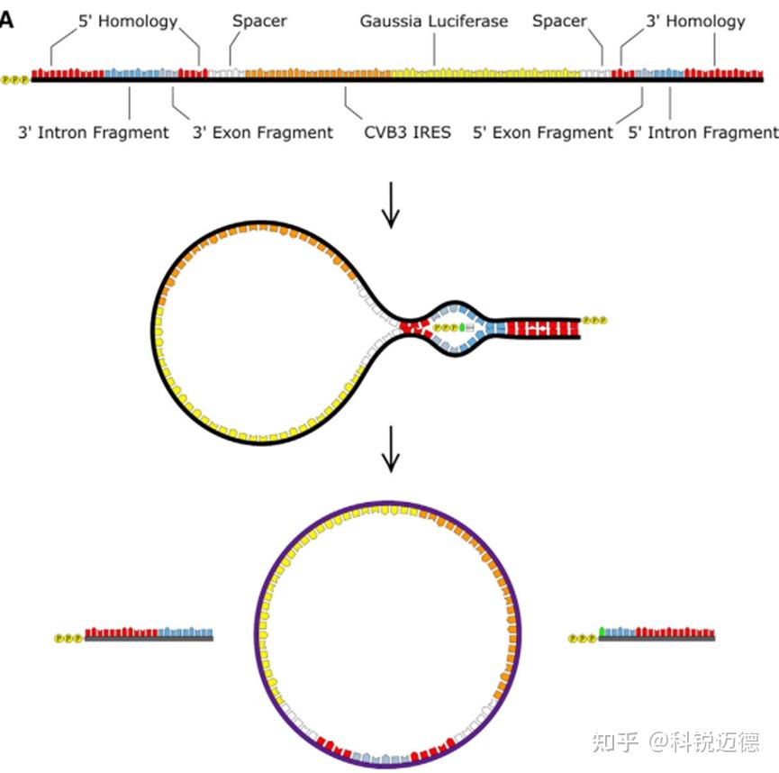 Clean-PIE超越ORNA：科锐迈德公开环状RNA成环框架底层技术 - 知乎