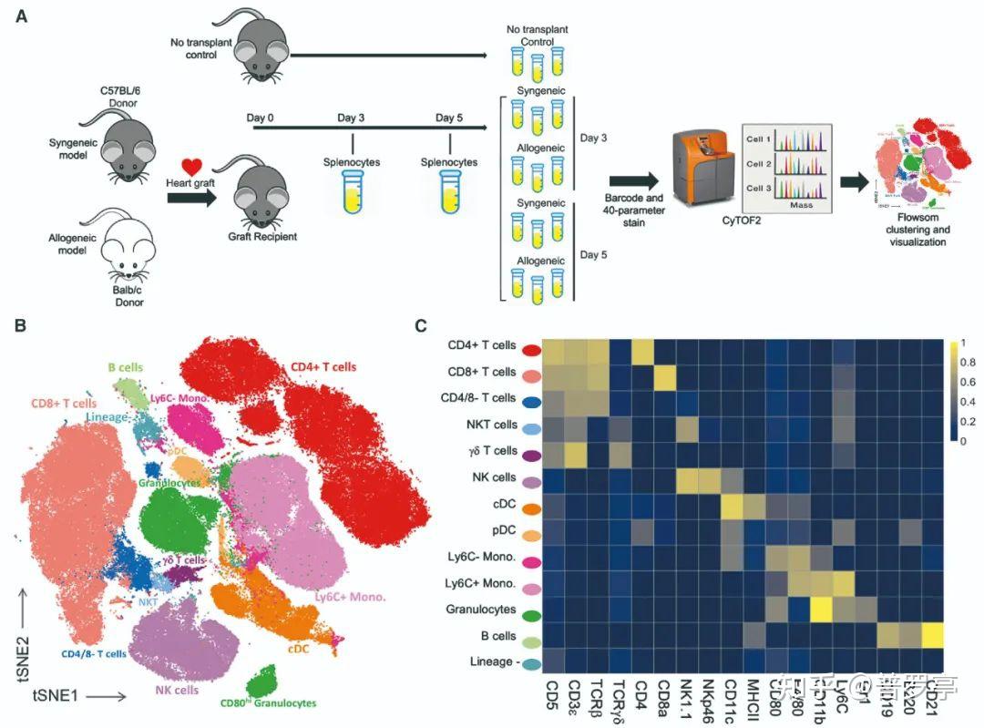 CyTOF质谱流式技术在器官移植的应用 - 知乎