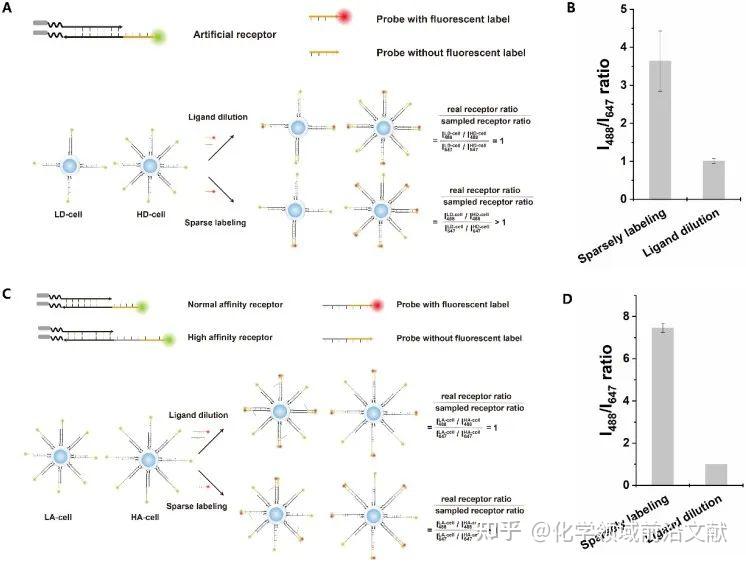湖南大学谭蔚泓/吕一帆Angew：基于单分子定位和随机取样的配体稀释技术用于细胞膜受体分析 - 知乎