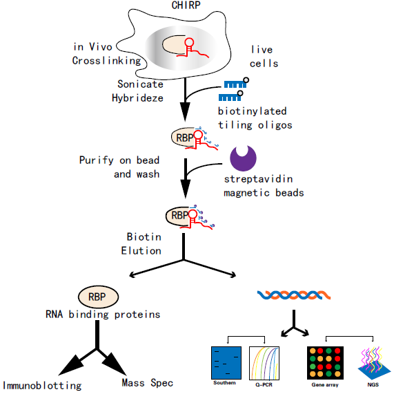 CHIRP 检测原理和方法 - 知乎