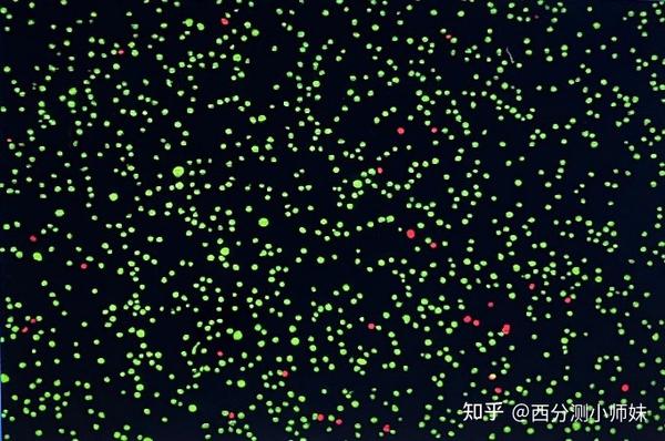 细胞染色--台盼蓝+AO/PI - 知乎