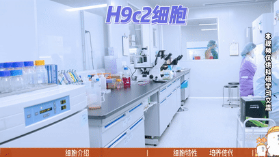 H9c2细胞培养，大鼠胚胎心肌细胞培养攻略-丰晖生物 - 知乎