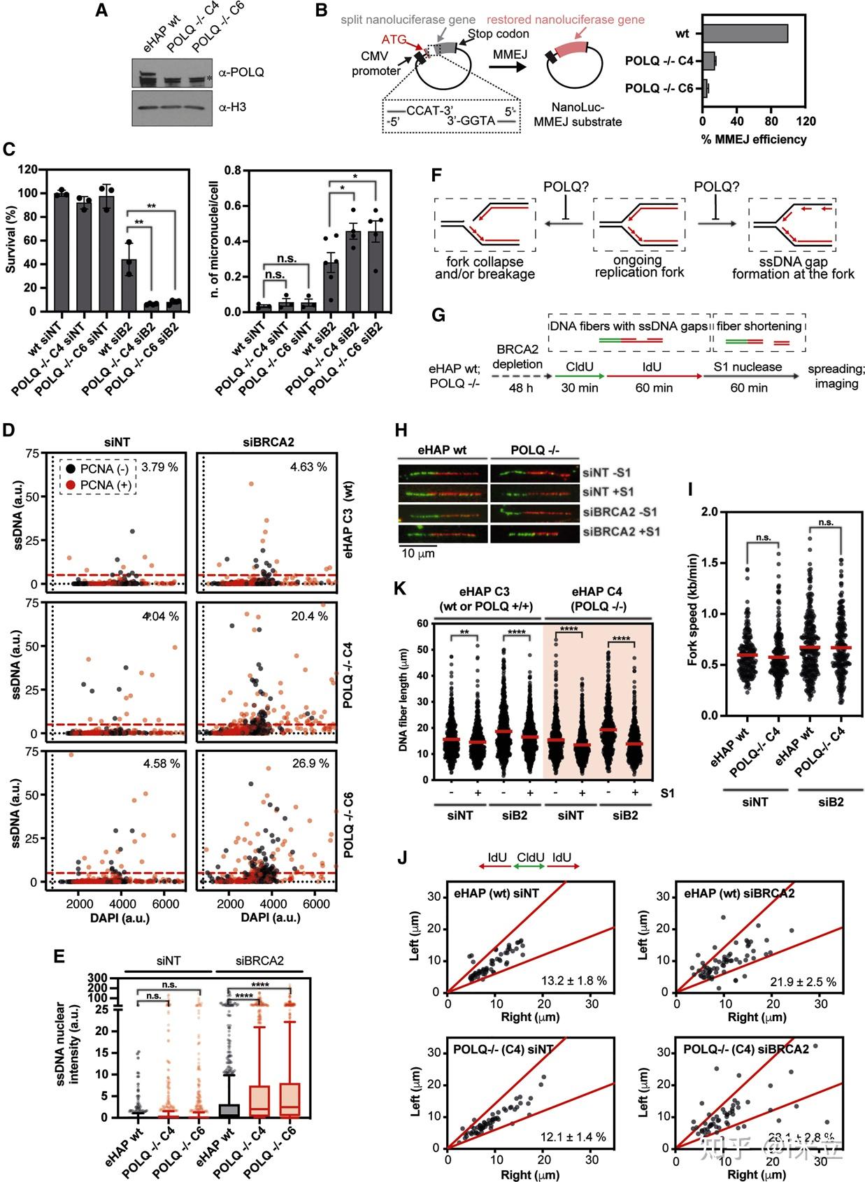 IF:19.328｜POLQ“封条”连接ssDNA缺口维持BRCA缺陷癌细胞基因组的稳定 - 知乎