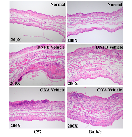 干货！热门模型分享：如何建立迟发型超敏反应（DTH）小鼠模型？ - 知乎