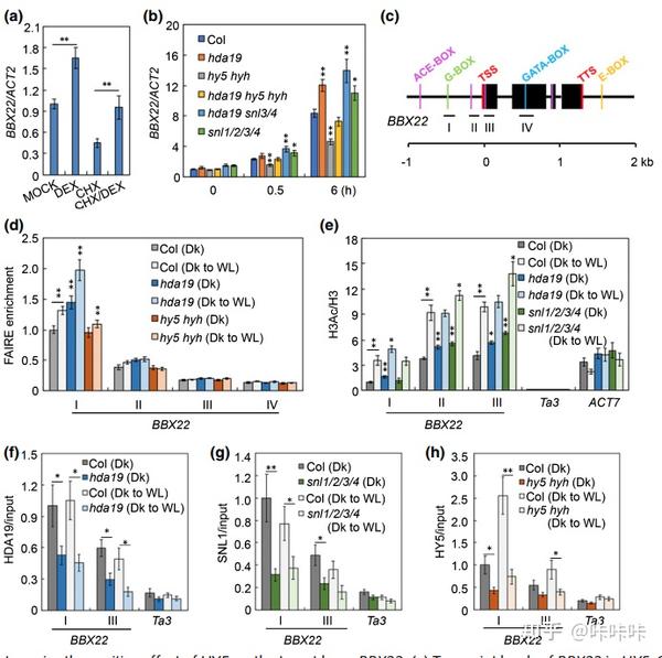 文献解读-组蛋白去乙酰化酶复合体SNL-HDA19 通过拮抗HY5 活性抑制拟南芥的光形态建成 - 知乎