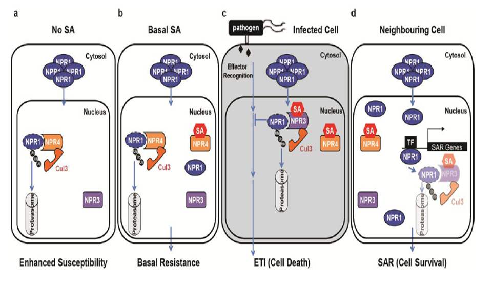 植物免疫系统和动物免疫系统的差别有哪些？ - 知乎