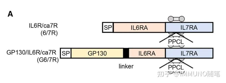 把CRS的帮凶IL6捕获并转化增强抗癌信号的嵌合受体设计思路 - 知乎