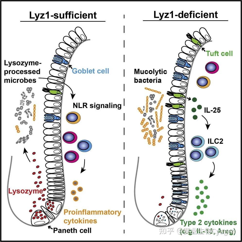 小肠潘氏细胞特异性工具模型：Lyz1-H2BmCherry-IRES-CreERT2小鼠 - 知乎