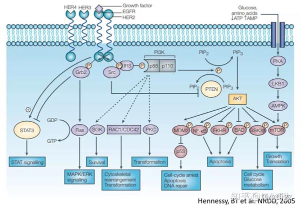 丁健院士出品：FDA批准海和生物PI3K抑制剂CYH33进入美国临床研究！ - 知乎