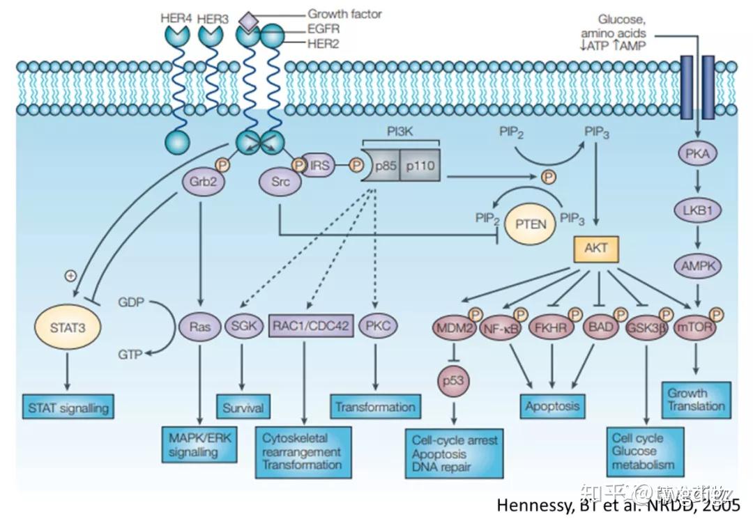 丁健院士出品：FDA批准海和生物PI3K抑制剂CYH33进入美国临床研究！ - 知乎