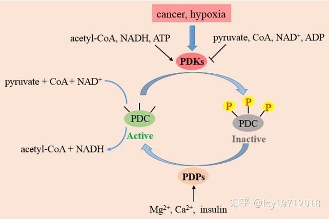 丙酮酸脱氢酶的结构、功能与相关疾病 - 知乎