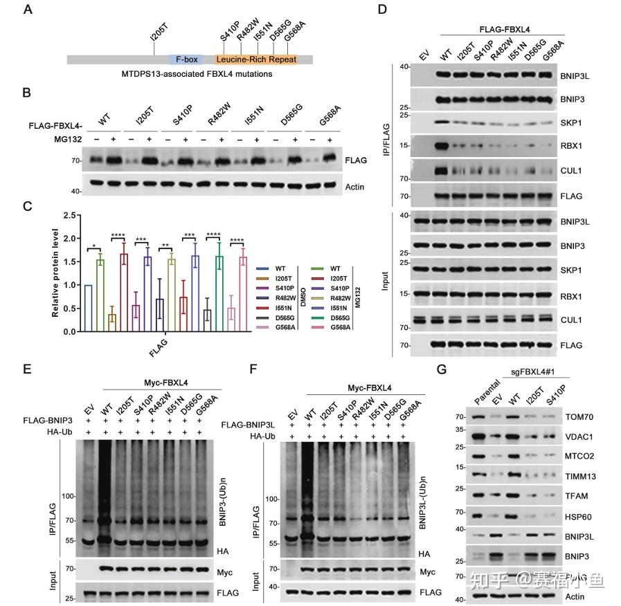 iPSC模型揭示FBXL4突变导致线粒体DNA耗竭综合征的分子机制 - 知乎
