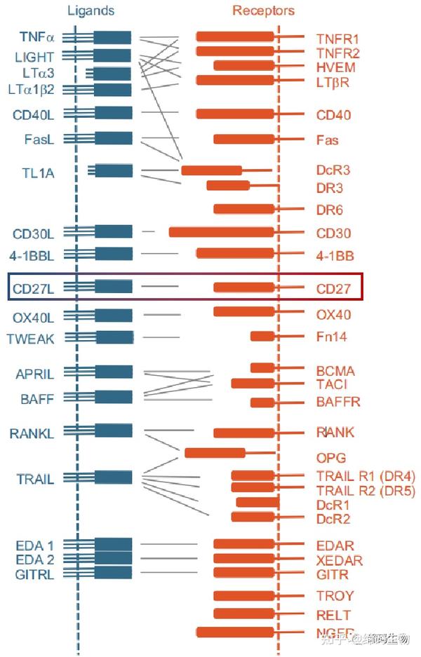 肿瘤免疫靶点 | CD27 - 知乎