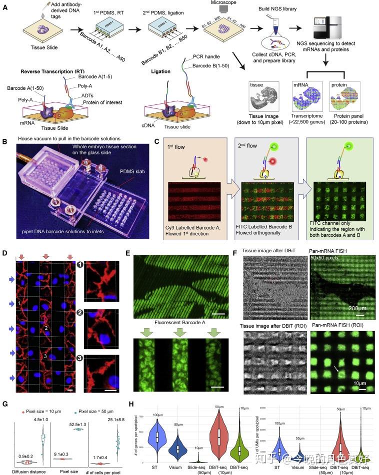 单细胞文章打卡77-DBiT-seq-10um解析度的空间转录组 - 知乎
