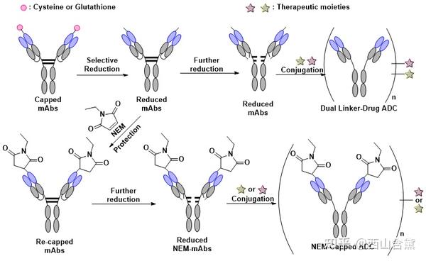 国内外知名企业ADC技术平台(第五期, Byondis) - 知乎