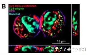 Cy3标记牛血清白蛋白(BSA-Cy3/Cy5/Cy7) 荧光标记物 - 知乎