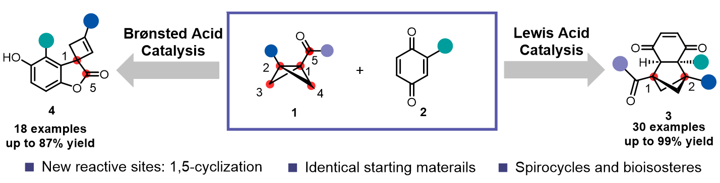 兰州大学许鹏飞Org. Lett.：通过Lewis/Brønsted酸切换精确调控双环[1.1.0]丁烷（BCBs）反应位点构筑螺环和桥接骨架 ...